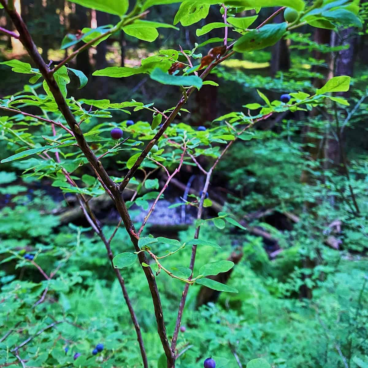 “I’m Your WILD Huckleberry” • Mise en Kate