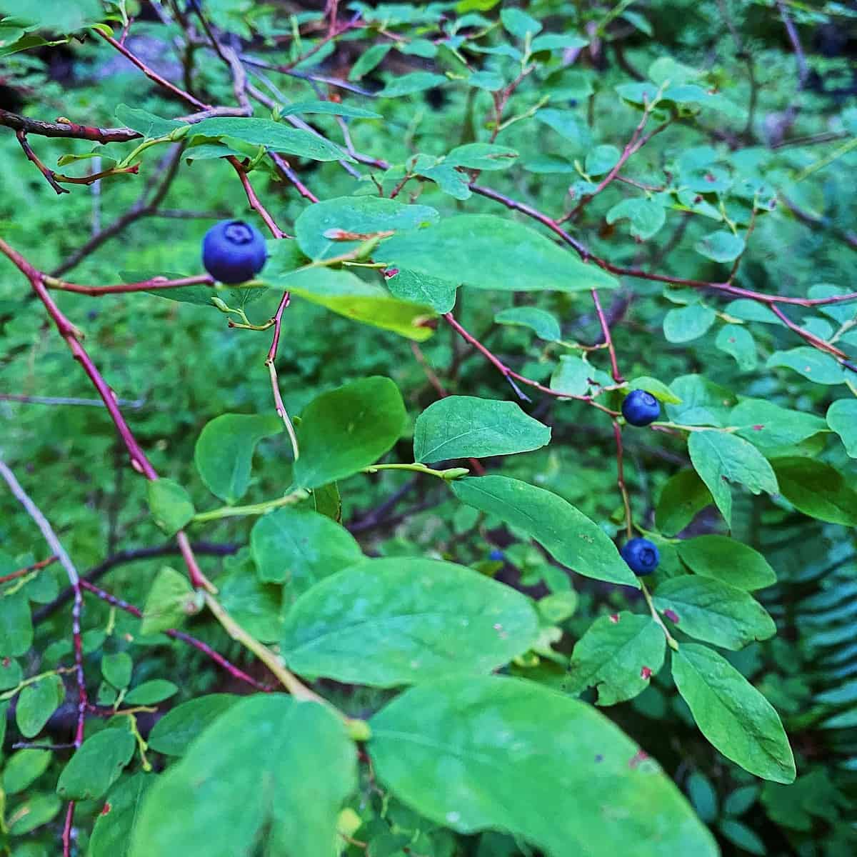 “I’m Your WILD Huckleberry” • What's On Kate's Plate